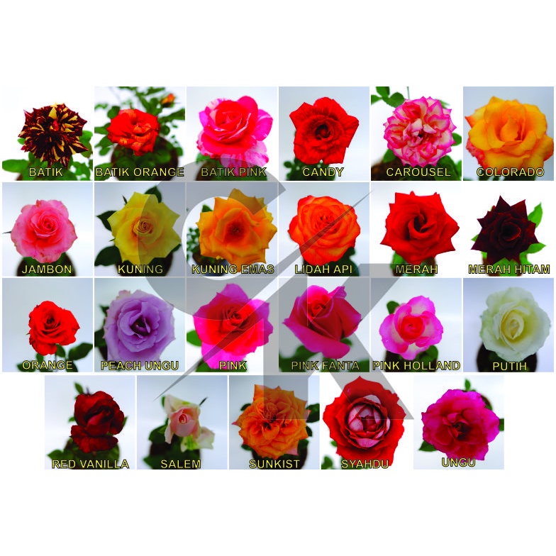Jual Tanaman Bunga Mawar Holand (rosa sp)Hidup Berlabel & Bergaransi ...