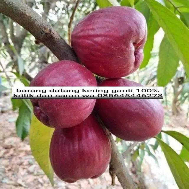 Jual Bibit jambu dersono rajin berbuah stek okulasi Super _bibit buah ...