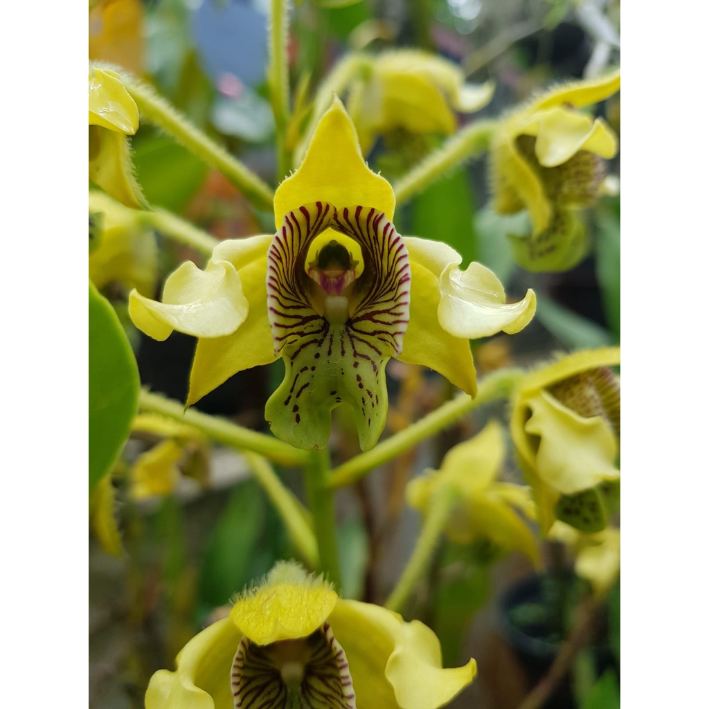 Jual Benih/Bibit Botol Tanaman Hias Anggrek Dendrobium macrophyllum ...