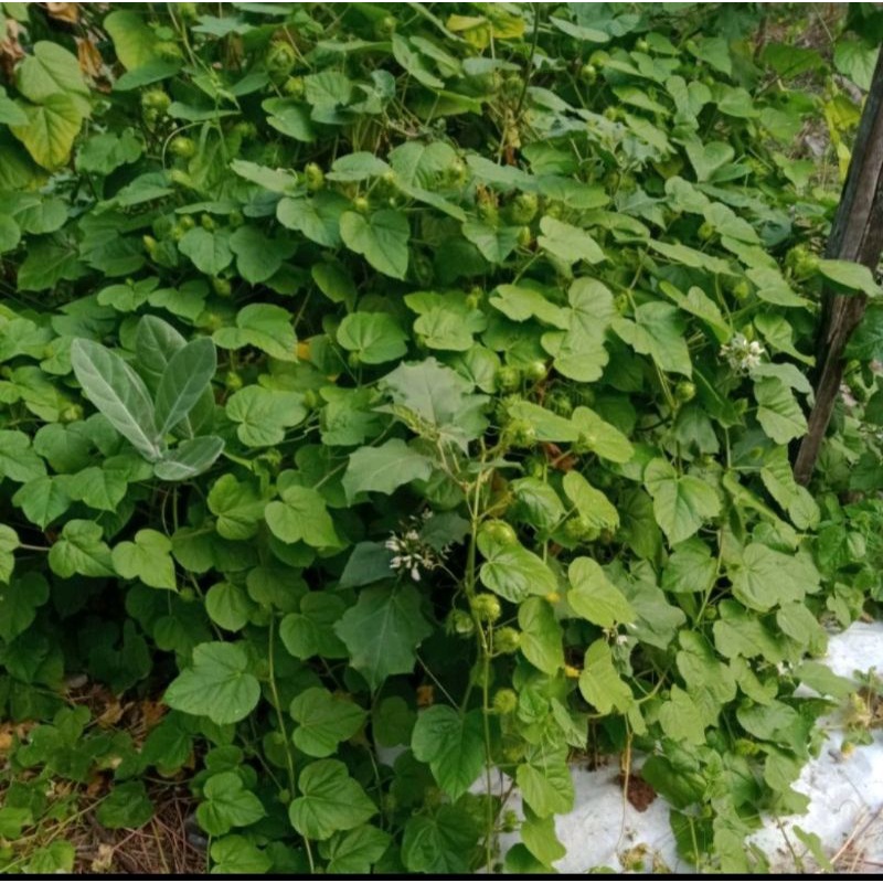 Jual DAUN TANAMAN OBAT RAMBUSA SEGAR 500 GRAM | Shopee Indonesia