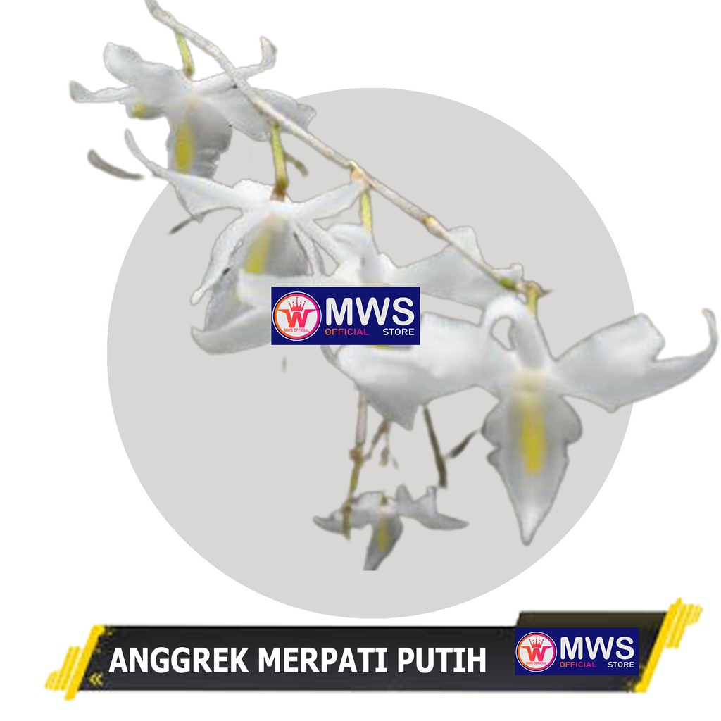 Jual ANGGREK MERPATI PUTIH JAPATI DEWASA SIAP BERBUNGA ( MWS OFFICIAL ...