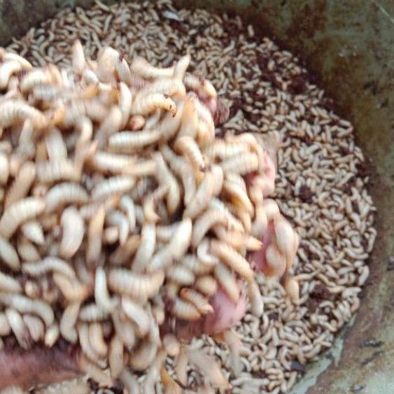 Jual F-UOW> > Magot fresh maggot bsf hidup 100 gr pakan burung dan ikan ...