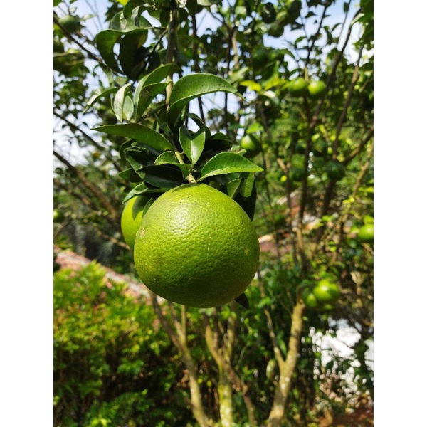 Jual Buah jeruk garut segar 1 kg matang di pohon | Shopee Indonesia