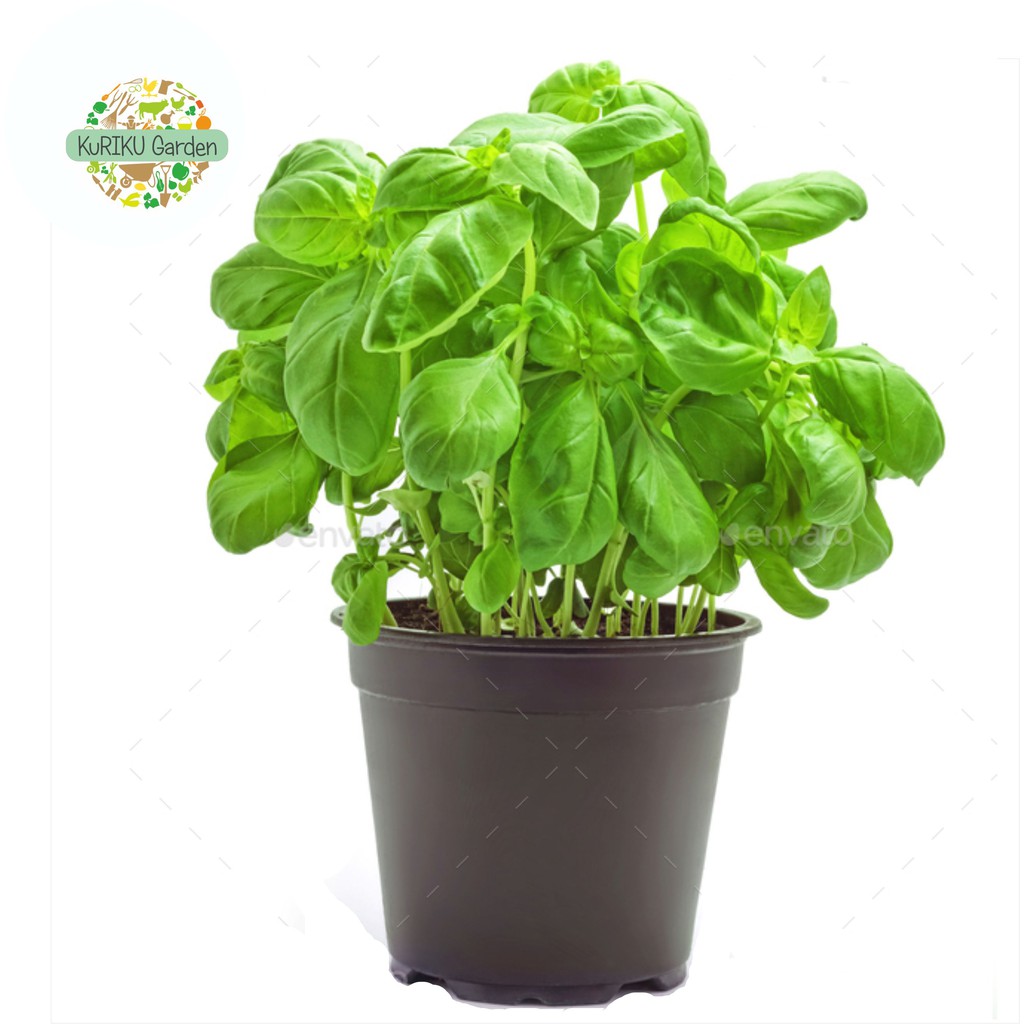 Jual Benih Biji Herb Basil Giant Napoletano Bolosso - 20 Benih/pack ...