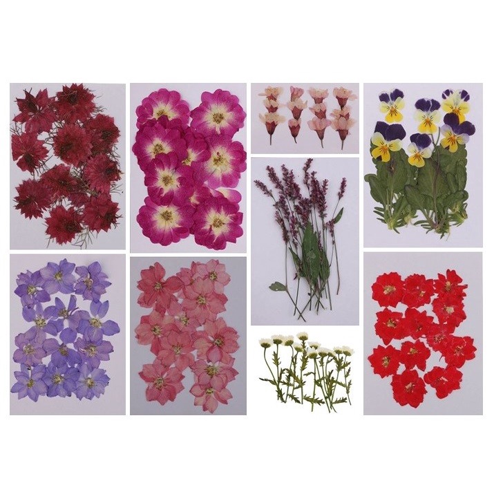Jual 12 Pcs Pressed Real Dried Flowers - Bunga Kering Press #05 ...