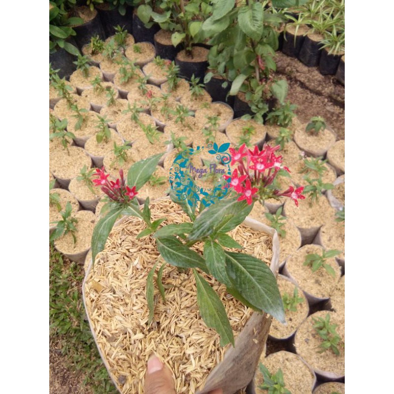 Jual Tanaman Hias Bunga Pentas - Egyptian Star Cluster Pentas ...