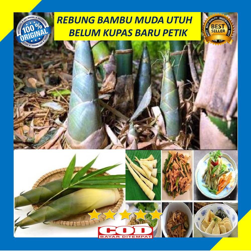 Jual Rebung Bambu Muda 1 Kg Sayur Belum Kupas Utuh Segar Baru Petik ...