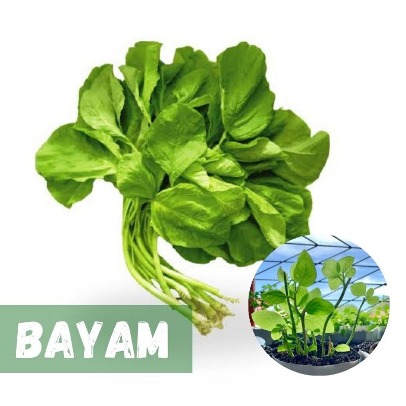 Jual Benih BAYAM HIJAU (isi-500) - Biji Bibit Sayur Unggulan | Shopee ...