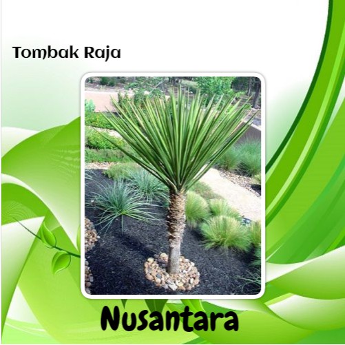 Jual Bibit Tanaman Tombak Raja | Shopee Indonesia