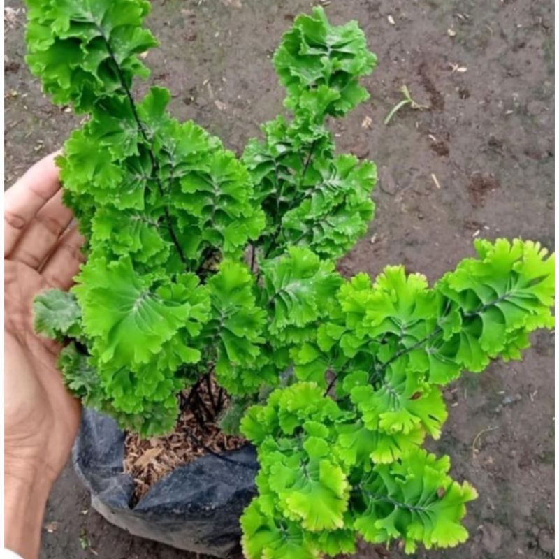 Jual tanaman hias suplir tusuk sate/suplir tanaman hias indoor | Shopee ...