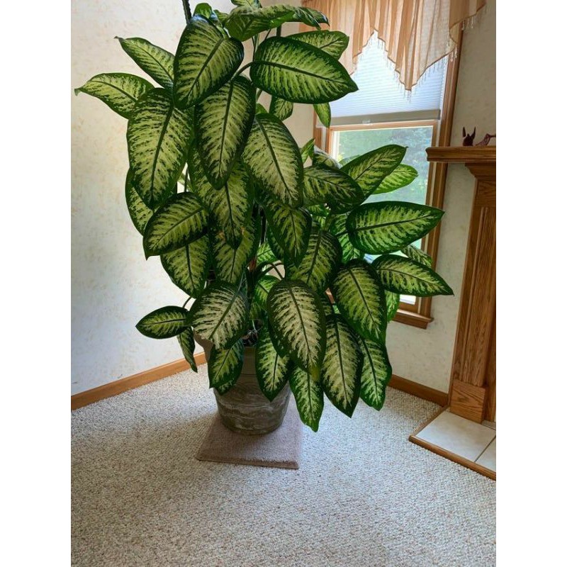 Jual tanaman hias bunga dieffenbachia seguine sri rejeki | Shopee Indonesia