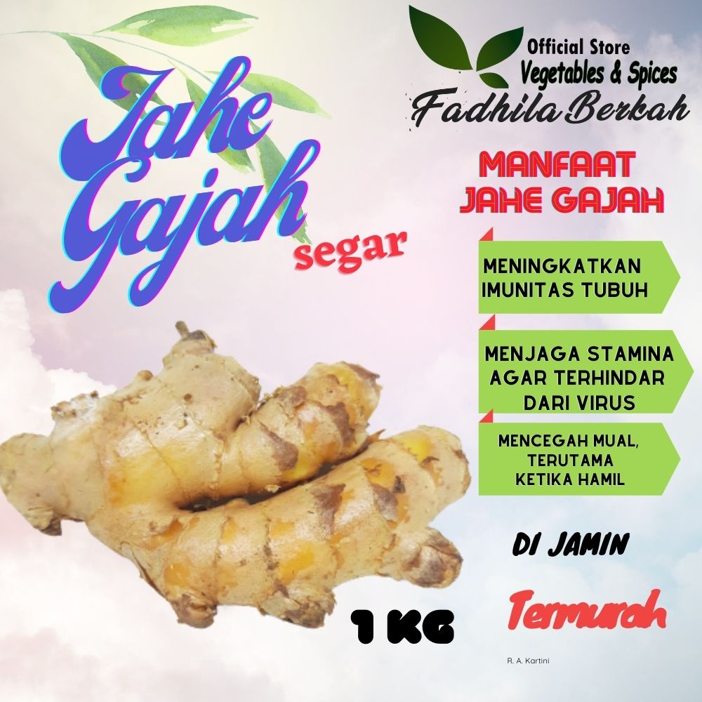 Jual Jahe Gajah | Jahe besar | Jahe jumbo| Jahe putih segar Murah berat ...
