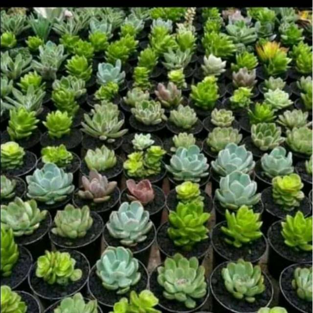 Jual Paket sukulen Mini 30pcs | Shopee Indonesia