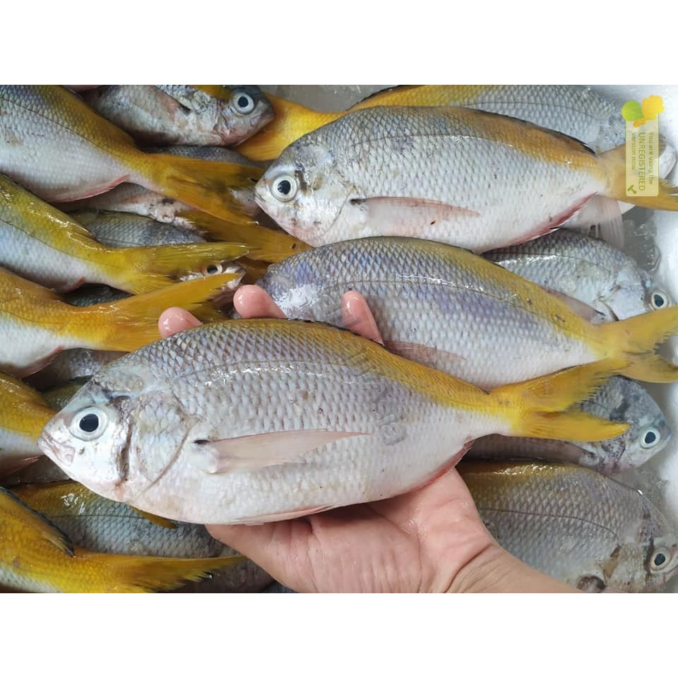 Jual Ikan Ekor Kuning Ikan Ekor Kuning Segar 1kg Ikan Hasil Laut Segar Shopee Indonesia