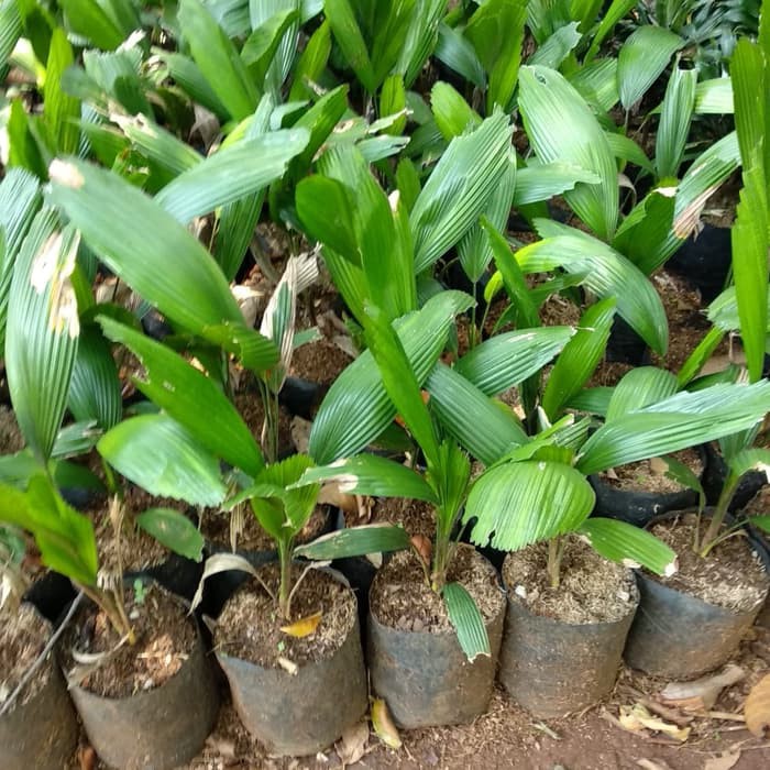 Jual bibit pohon palem kol - tanaman palem kol - palm kol - palem kipas ...