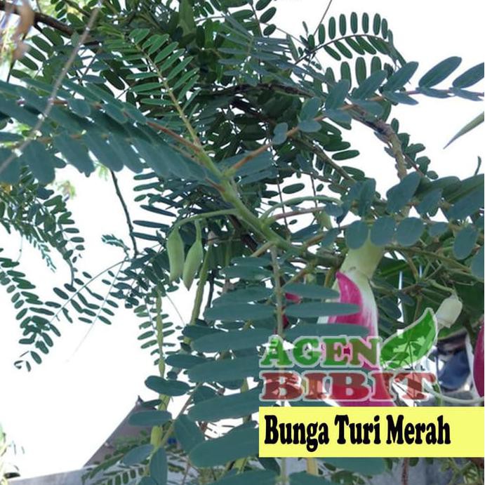 Jual Sab@Ng Bibit Tanaman Bunga Turi Merah - Kembang Hias Outdoor Dan ...