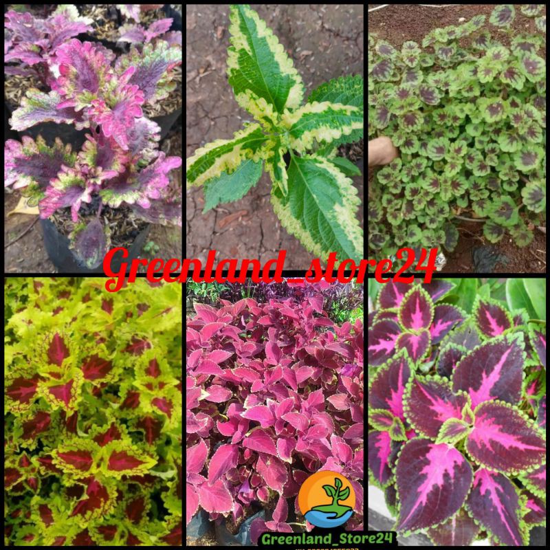 Jual paket 6 jenis tanaman hias miana - miana merah - miana hias ...