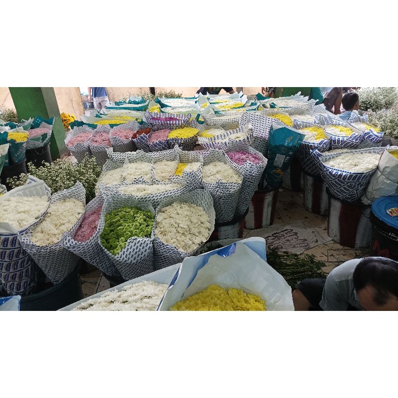 Jual Bunga Aster Jimla Gabungan/100 Batang atau 10 ikat Untuk Papan ...