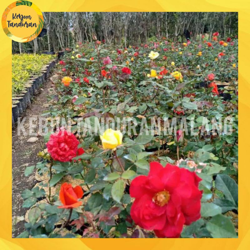 Jual Tanaman Bunga Mawar Hidup Berbunga / bunga hidup tanaman hias ...