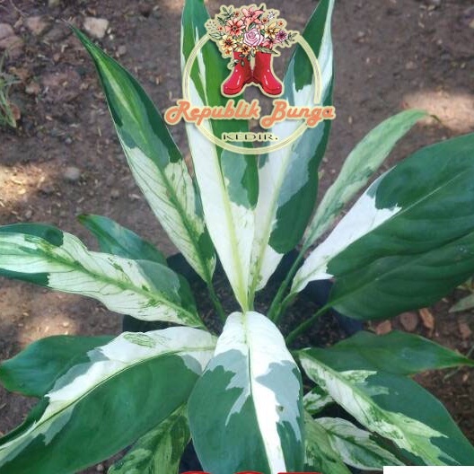 Jual Bunga Peace Lily Tanaman Hias Bunga Peace Lily Variegata Sepatu ...