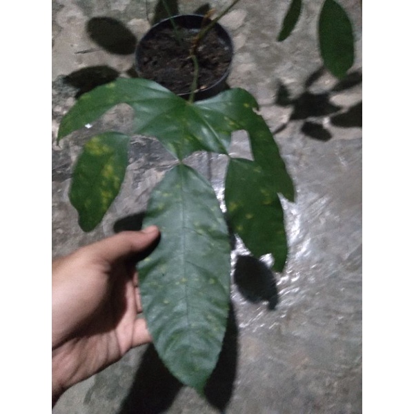 Jual randu putih Harga Terbaik & Termurah Oktober 2023 | Shopee Indonesia