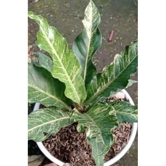 Jual Tanaman hias Gelcin Varigata putih | Shopee Indonesia