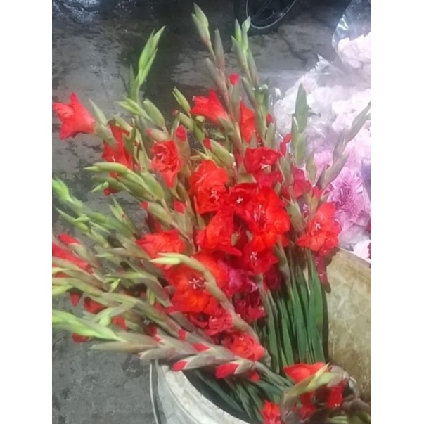 Jual bunga potong gladiol/ 3 tangkai | Shopee Indonesia