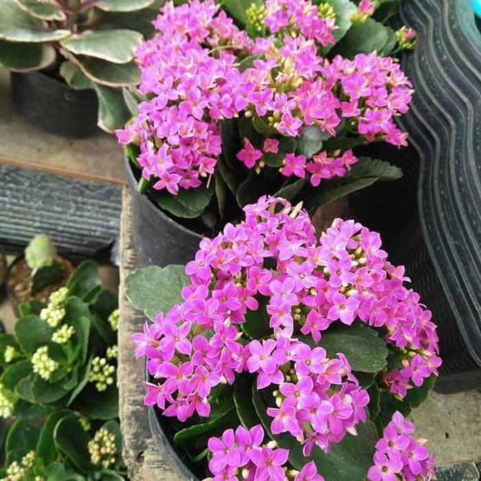 Jual Tanaman bunga kalanchoe | Shopee Indonesia