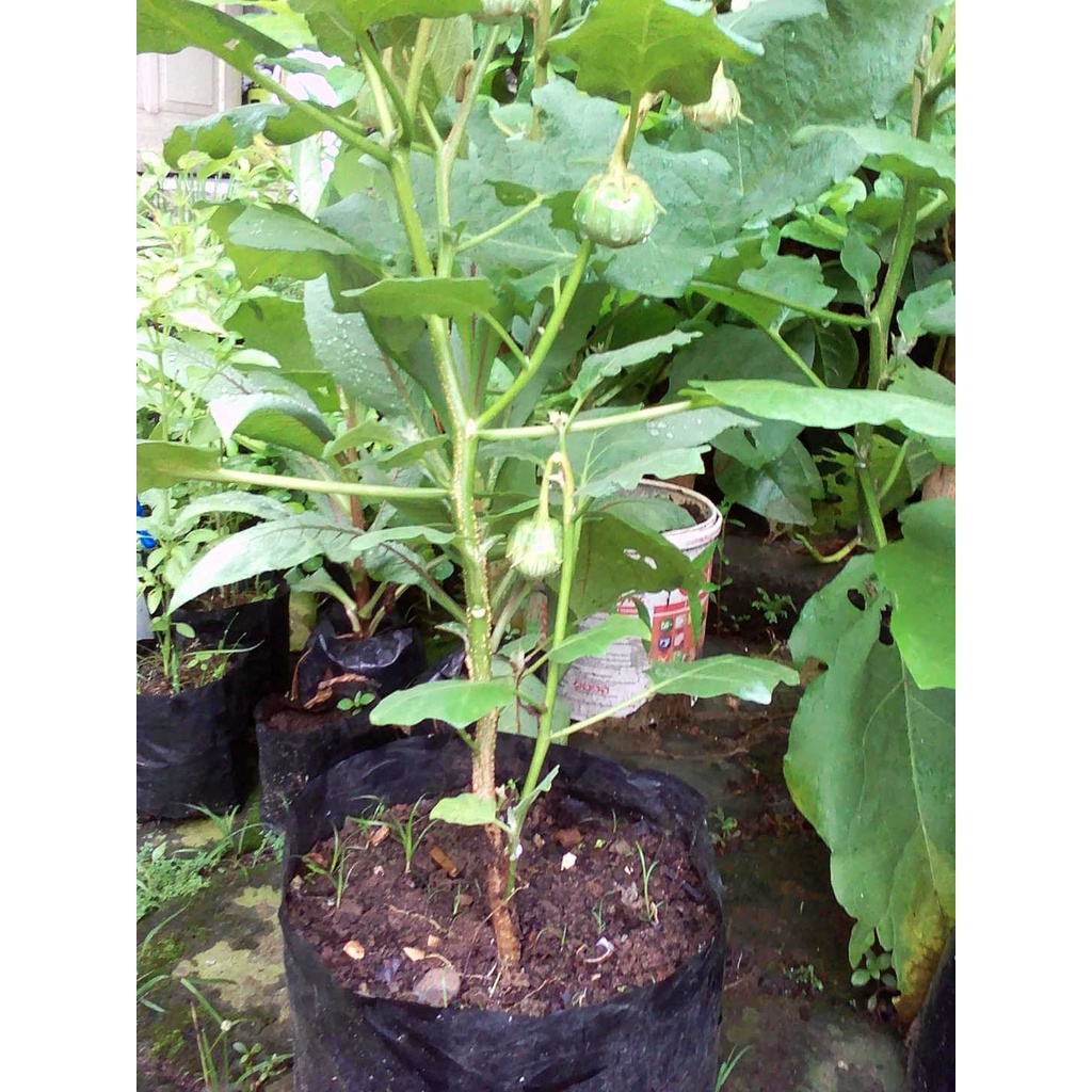 Jual Tanaman Terong Bulat -Tanaman Terong Bulat | Shopee Indonesia
