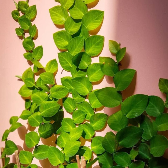Jual Tanaman Rambat Dinding Daun Dollar Pacar Tembok Besar Bunga Hias ...