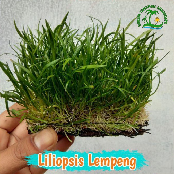 Jual Liliopsis Lempeng - Lilaeopsis Brasiliensis Tanaman Air Aquascape ...