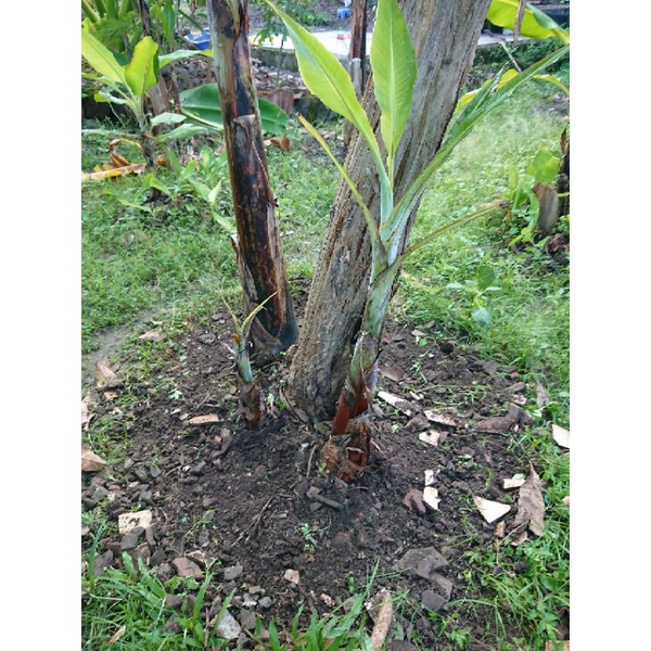 Jual Bibit Pisang Raja bulu | Shopee Indonesia
