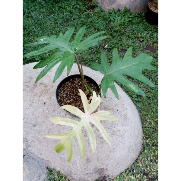 Jual Philo mayoi putih | Shopee Indonesia