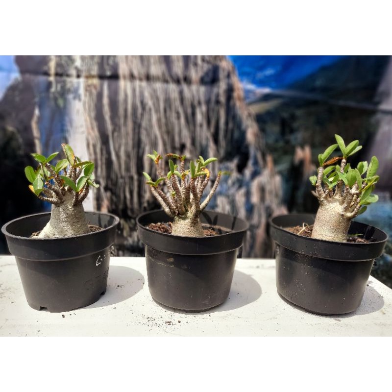 Jual Adenium Godji x EB (Emerald Bracelet) | Shopee Indonesia