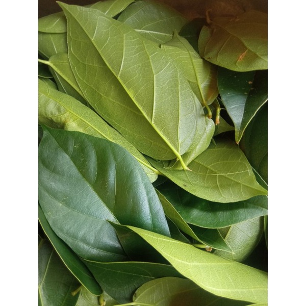 Jual daun cincau segar 250 gram | Shopee Indonesia