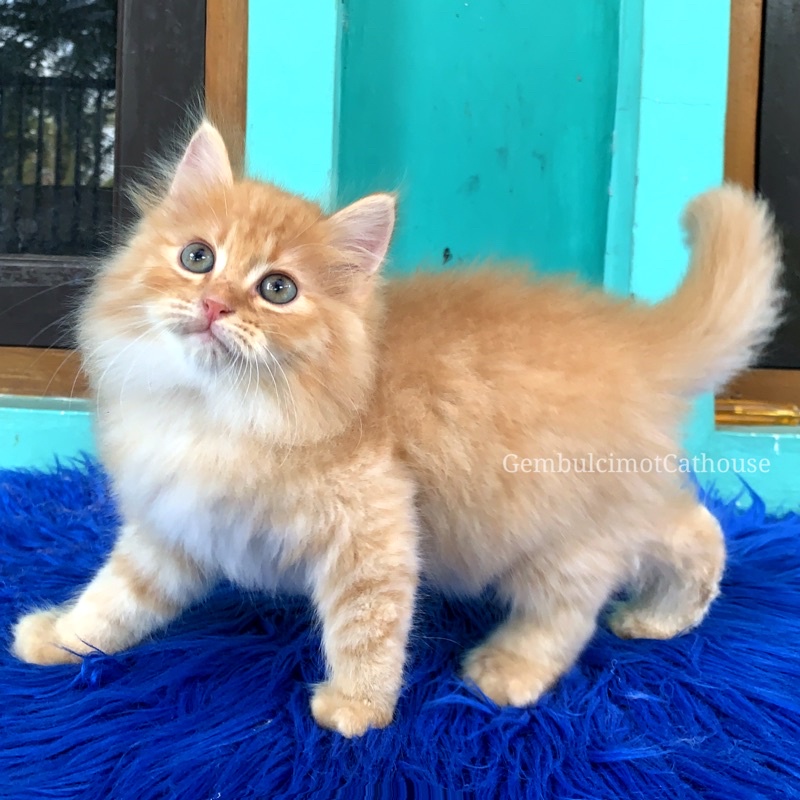 Jual Kucing kitten Ragdoll Himalaya Persia Mainecoon Flatnose Anakan ...