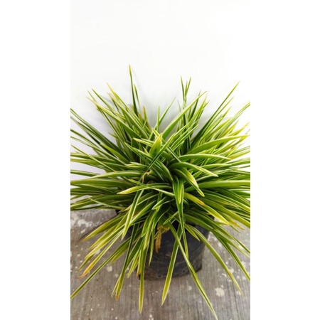 Jual tanaman lili paris umbi /spider plant | Shopee Indonesia