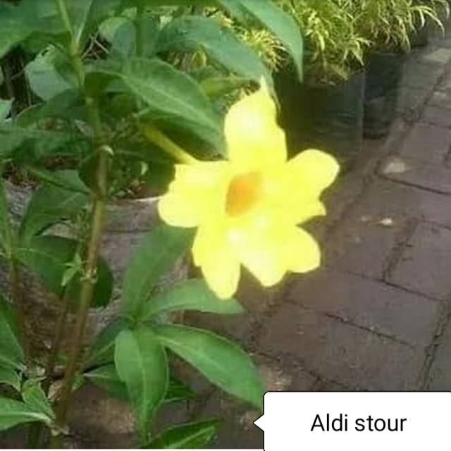 Jual Tanaman hias pohon Alamanda bunga kuning | Shopee Indonesia