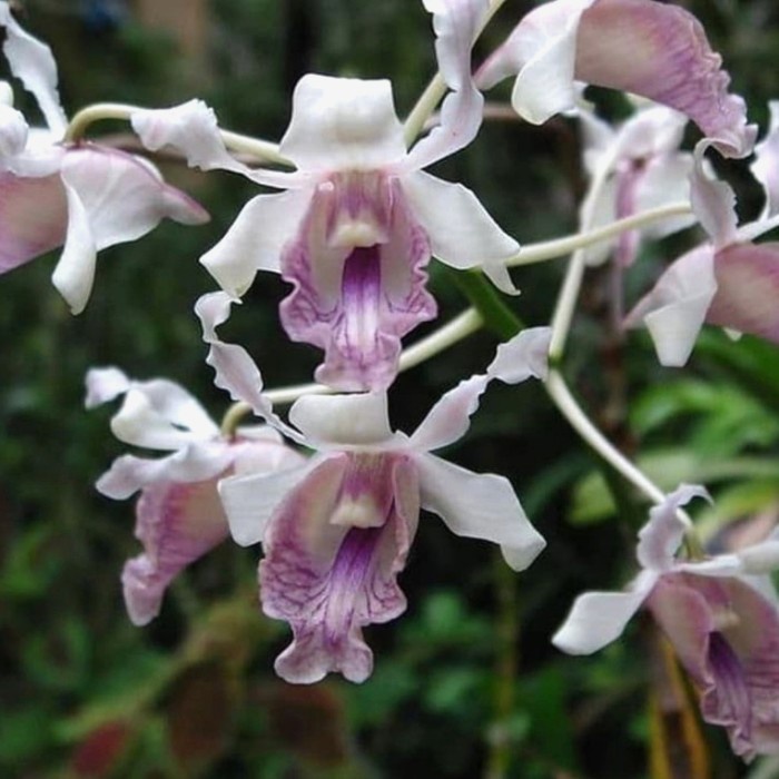 Jual Anggrek dendrobium nindi species papua - tanaman hidup - tanaman ...