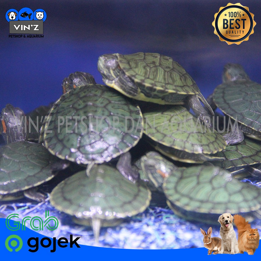 Jual Kura-Kura Brazil Kecil | Shopee Indonesia