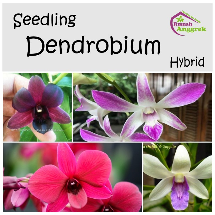 Jual Seedling Dendrobium Hybrid Bibit Anggrek Dendro Hibrida | Shopee ...