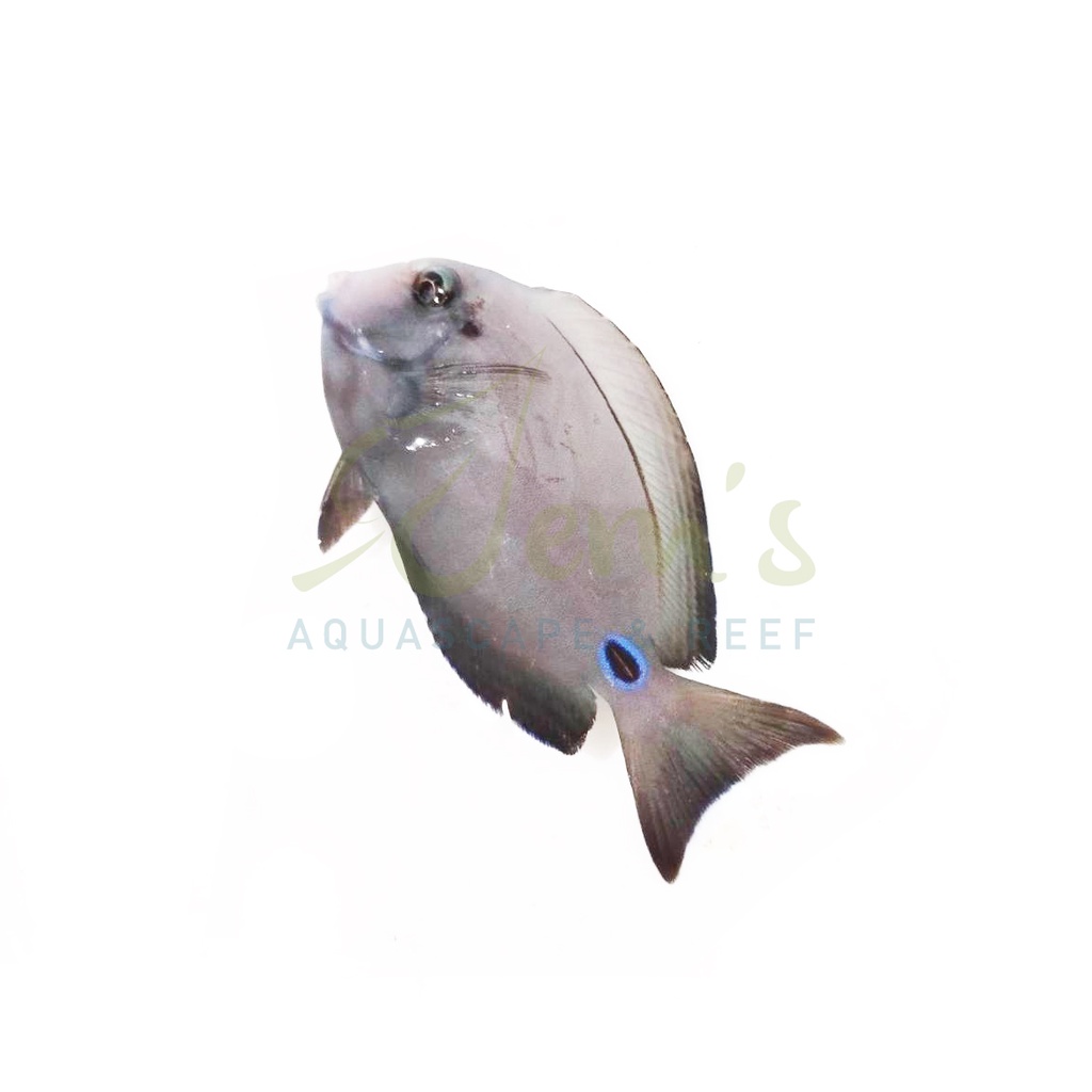 Jual Ikan Laut Botana Kapten / Botana Letnan (Lieutenant Tang) | Shopee ...