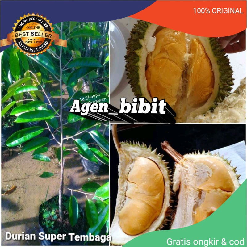 Jual Bibit Durian Super Tembaga hasil okulasi | Shopee Indonesia