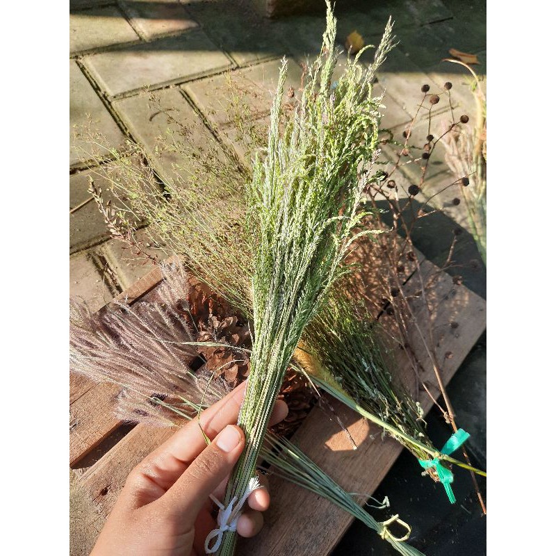 Jual (isi 10tangkai) Padi-padian kering/bunga kering | Shopee Indonesia