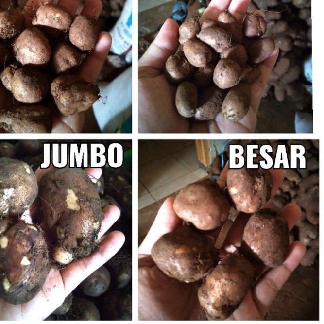 Jual Viral Banget /KENTANG HITAM 1KG, kentang Hitam,kleci, kentang ...