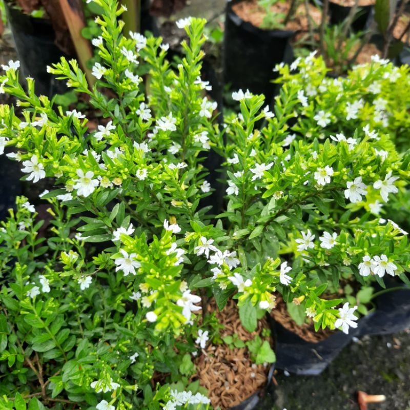 Jual Tanaman Bunga Taiwan Cantik Rimbun | Shopee Indonesia