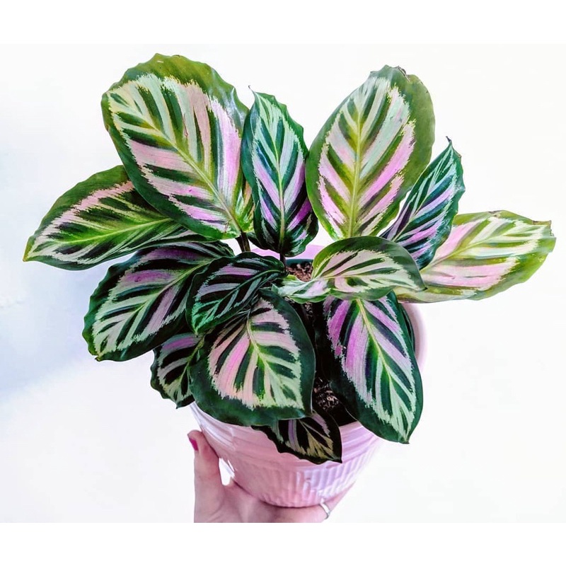 Jual Tanaman Hias Calathea - Bunga Calathea - Calathea Hidup - Tanaman ...