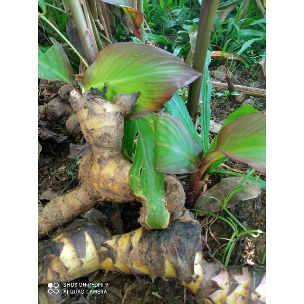 Jual umbi ganyong merah basah segar 1 kg | Shopee Indonesia