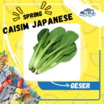 Jual Sayur Caisim Hijau Organik Komatsuna Jepang Segar Fresh Premium ...