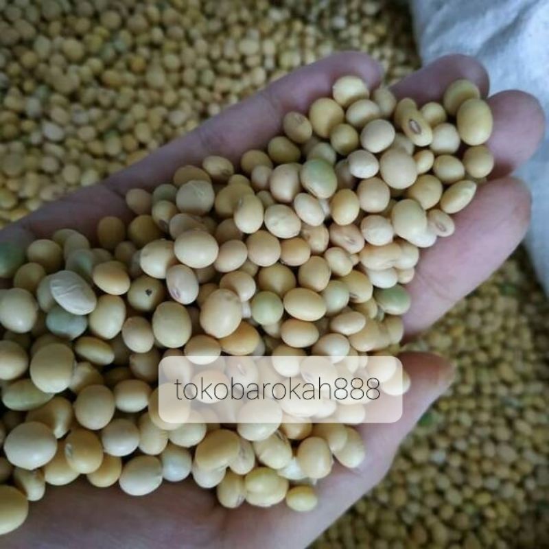Jual Bibit benih Kedelai Putih Kedelai Non GMO Kedelai Lokal (Bukan ...